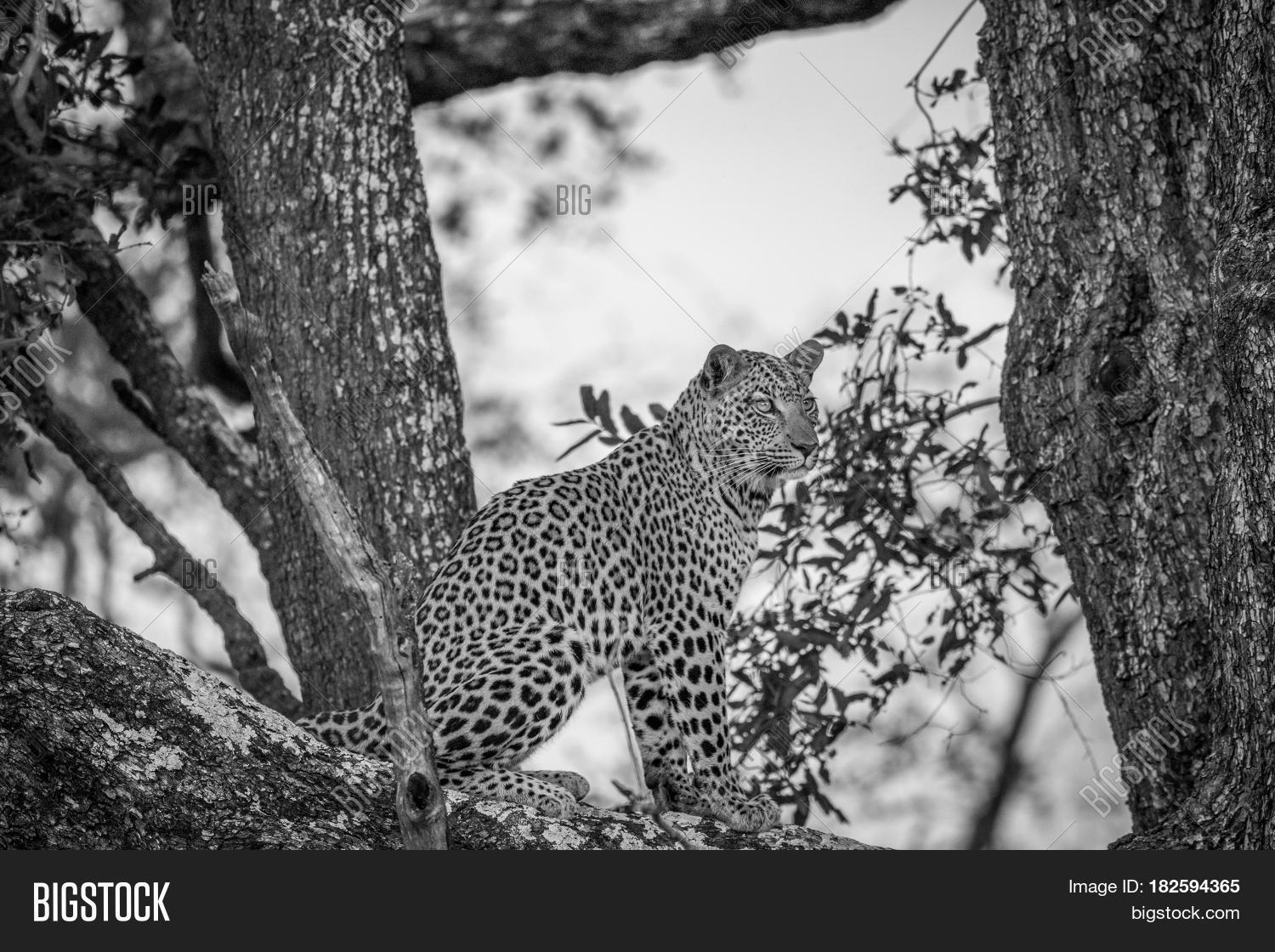 Leopard Sitting Tree Image & Photo (Free Trial) | Bigstock