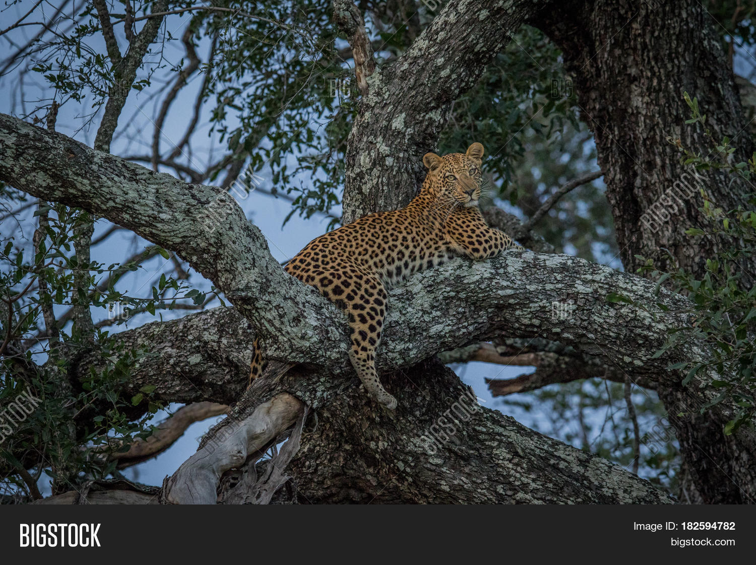 Leopard Laying Tree Image & Photo (Free Trial) | Bigstock