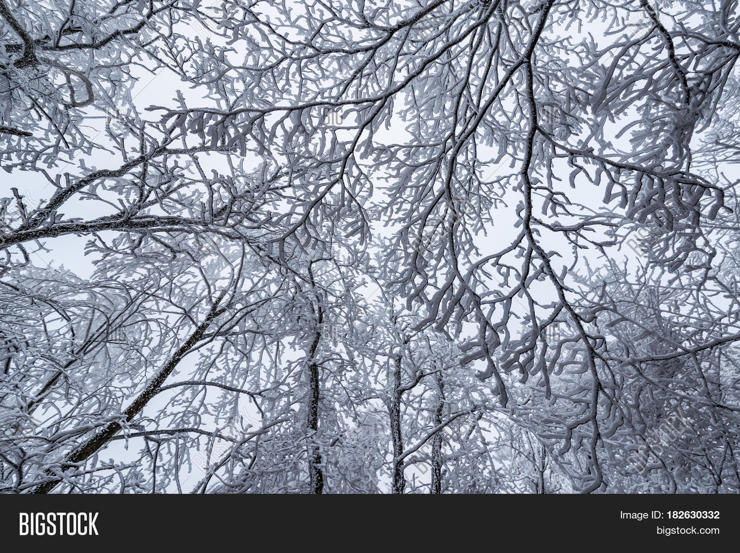 Frozen Branches Trees Image & Photo (Free Trial) | Bigstock