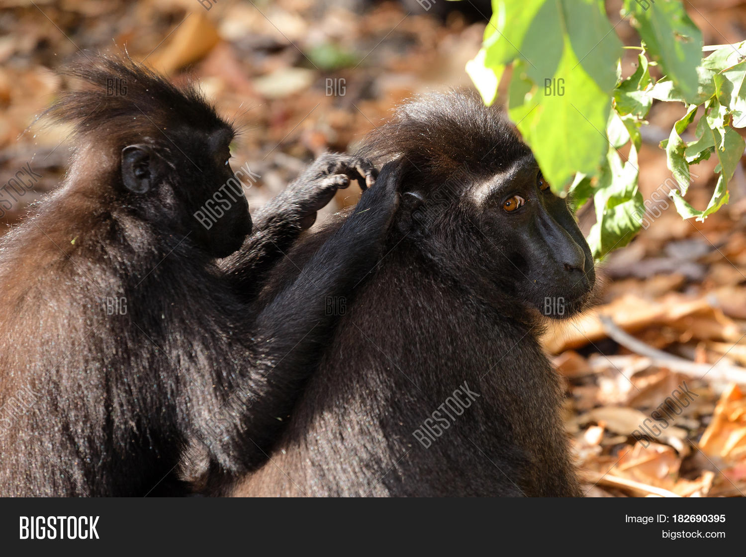 Sulawesi Monkey Image & Photo (Free Trial) | Bigstock