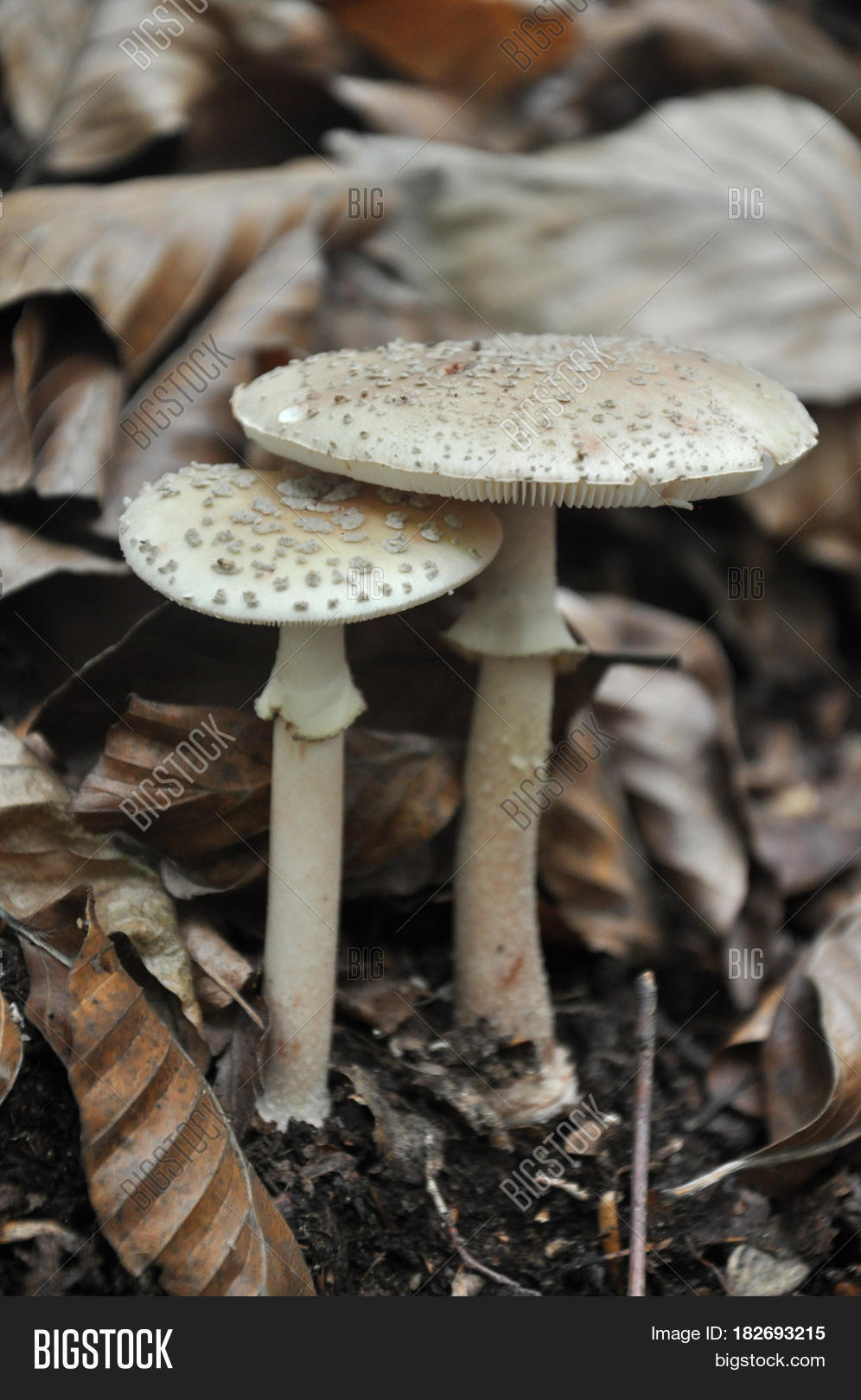 Eatable Mushroom, Image & Photo (Free Trial) | Bigstock