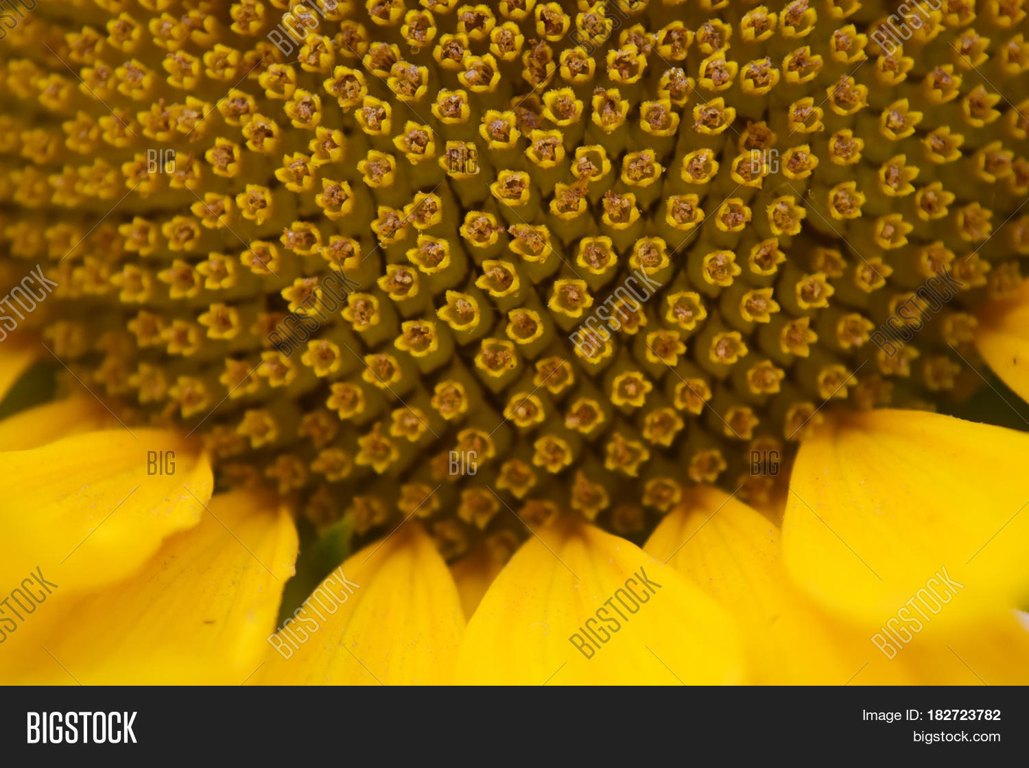 Sunflower Pistil Image & Photo (Free Trial) | Bigstock