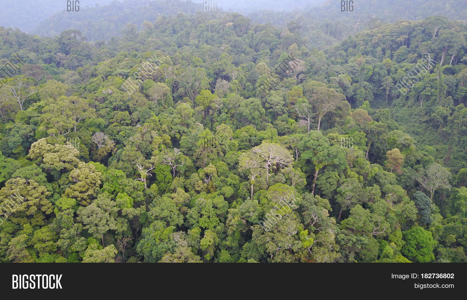 Rainforest Above. Image & Photo (Free Trial) | Bigstock