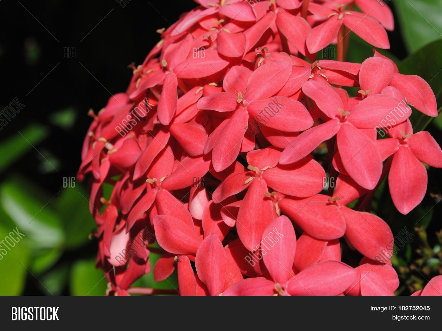 Santan Flower Ixora Image & Photo (Free Trial) | Bigstock
