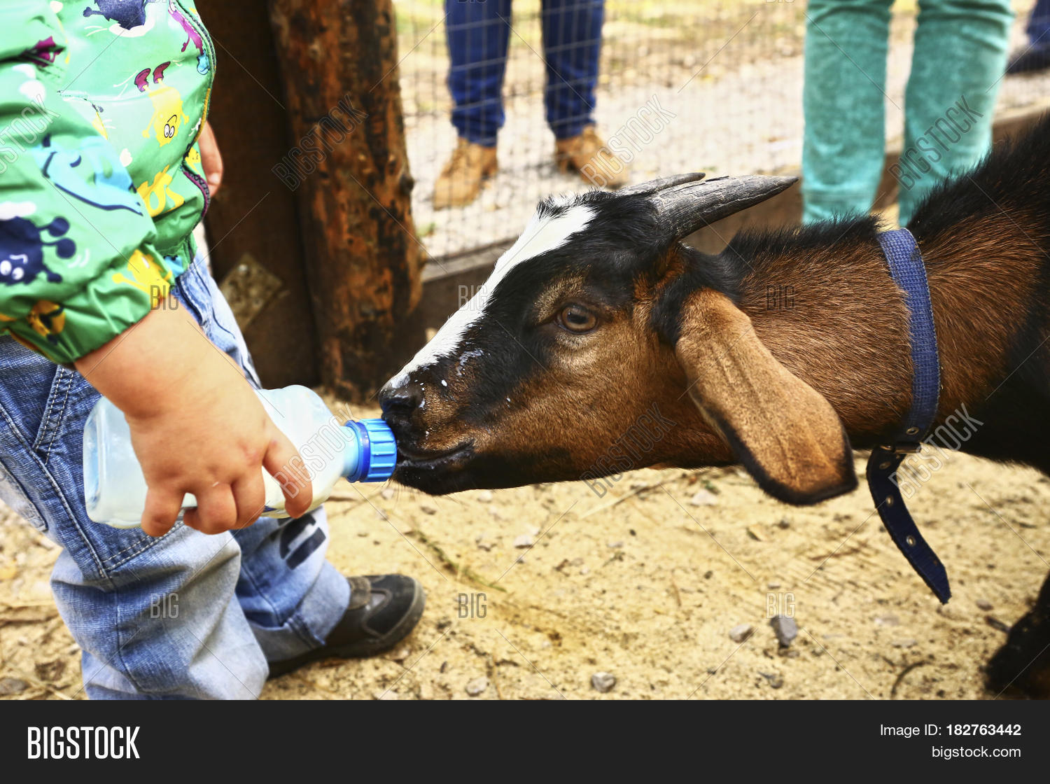 Kid Feeding Goat Milk Image & Photo (Free Trial) | Bigstock