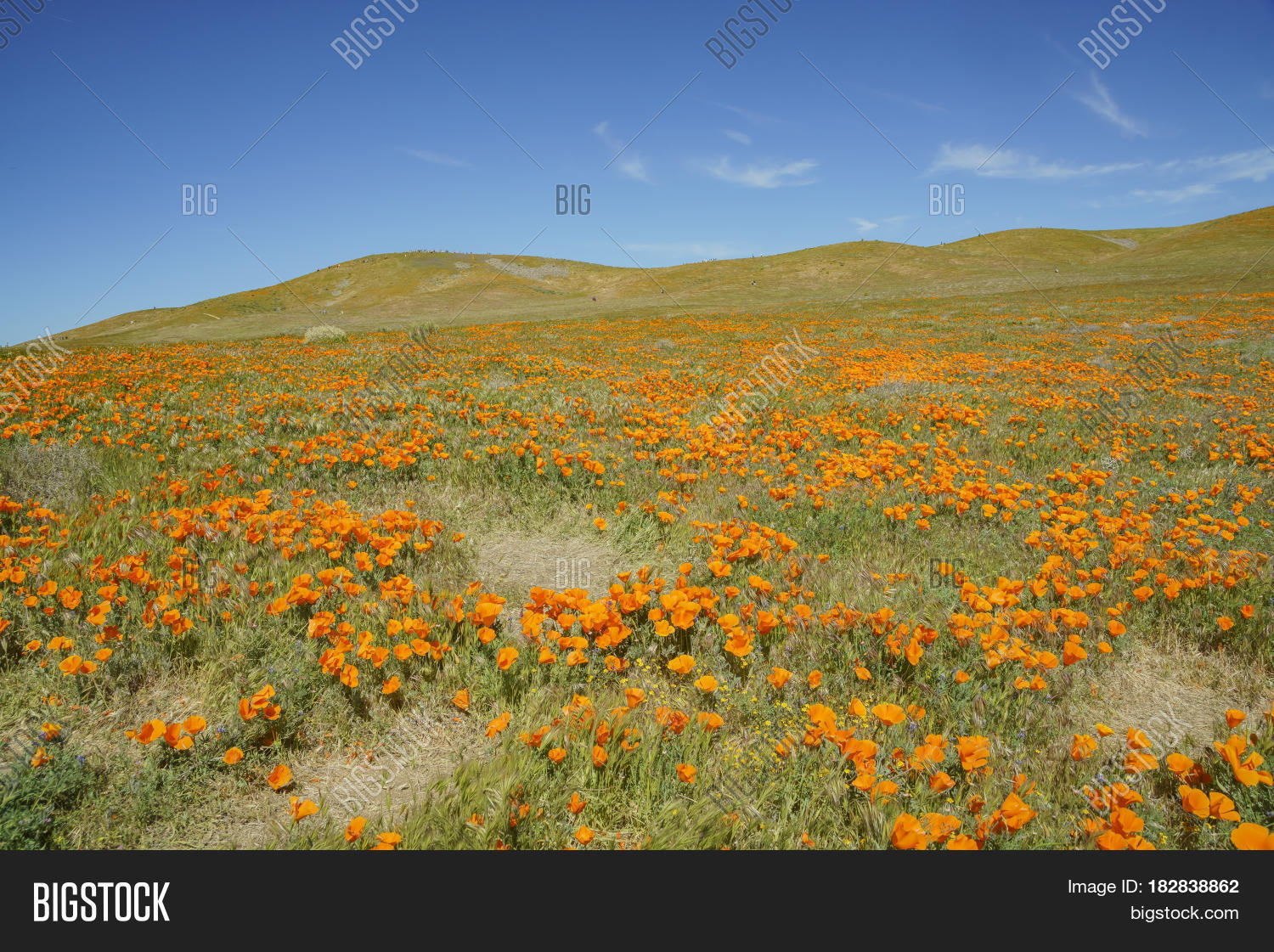 Wild Flower Antelope Image & Photo (Free Trial) | Bigstock