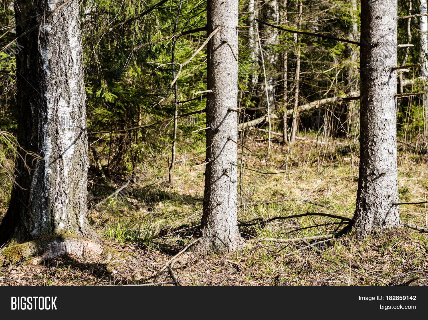 Tree Trunks Forest Image & Photo (Free Trial) | Bigstock