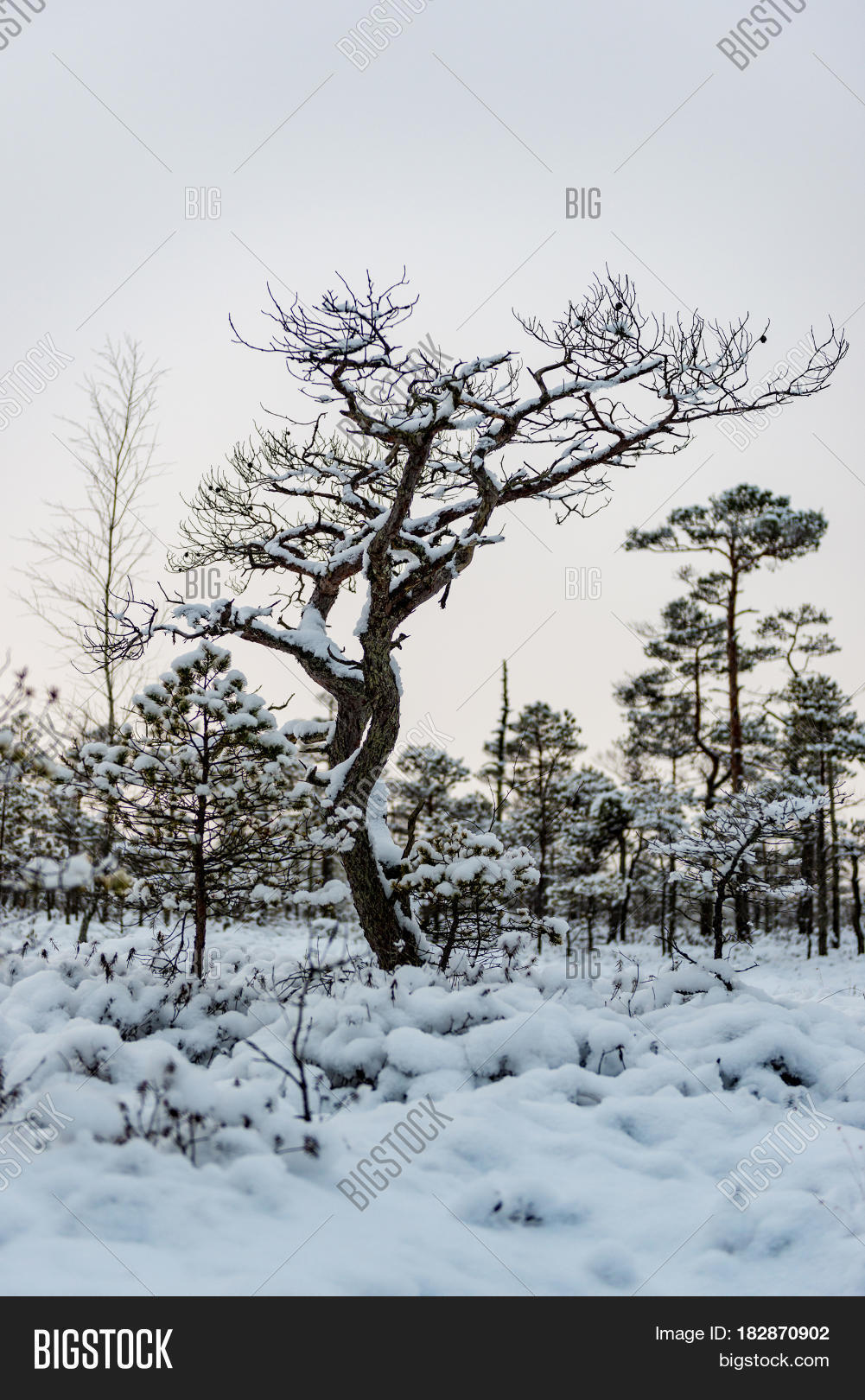 Snowy Winter Day Swamp Image & Photo (Free Trial) | Bigstock