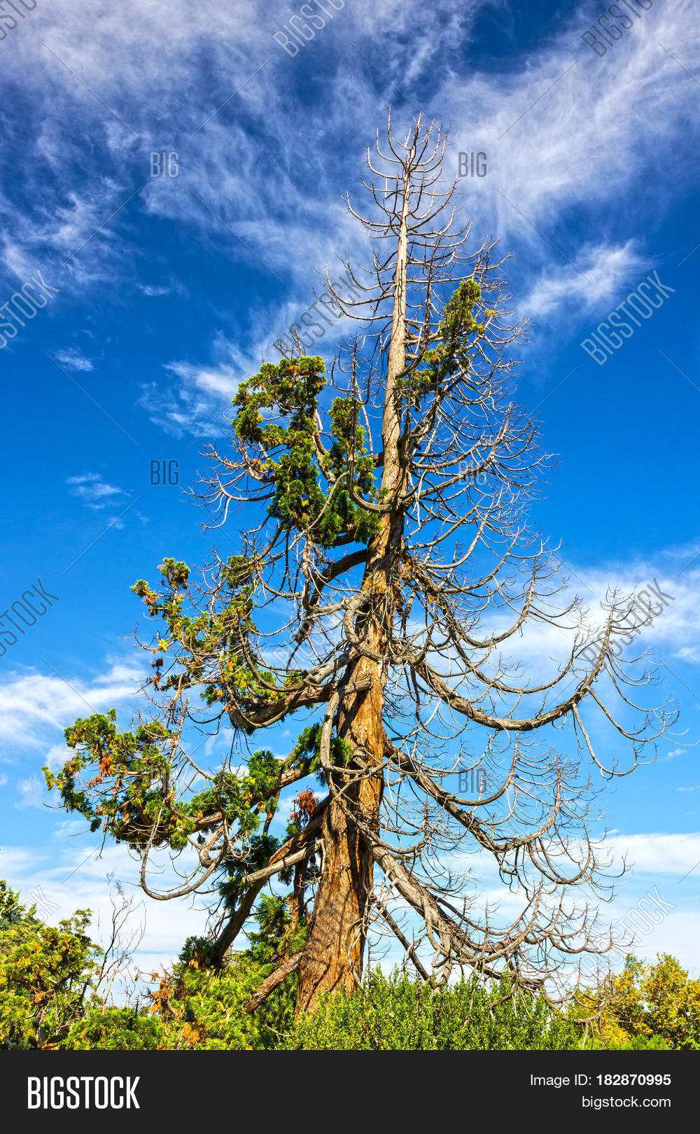 Green Cedar Tree Image & Photo (Free Trial) | Bigstock