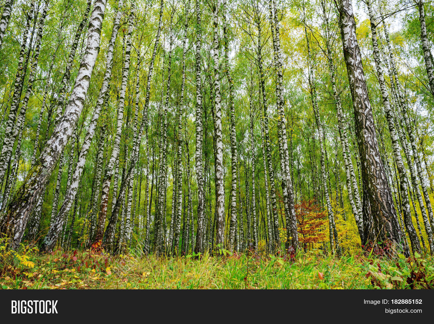 Grove Birch Trees Dry Image & Photo (Free Trial) | Bigstock