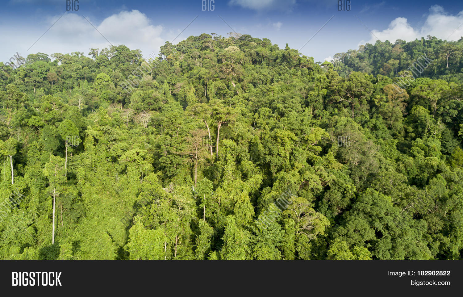Rainforest. Aerial Image & Photo (Free Trial) | Bigstock