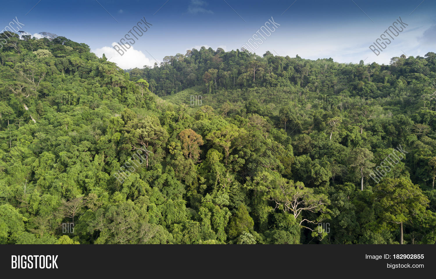 Rainforest. Aerial Image & Photo (Free Trial) | Bigstock