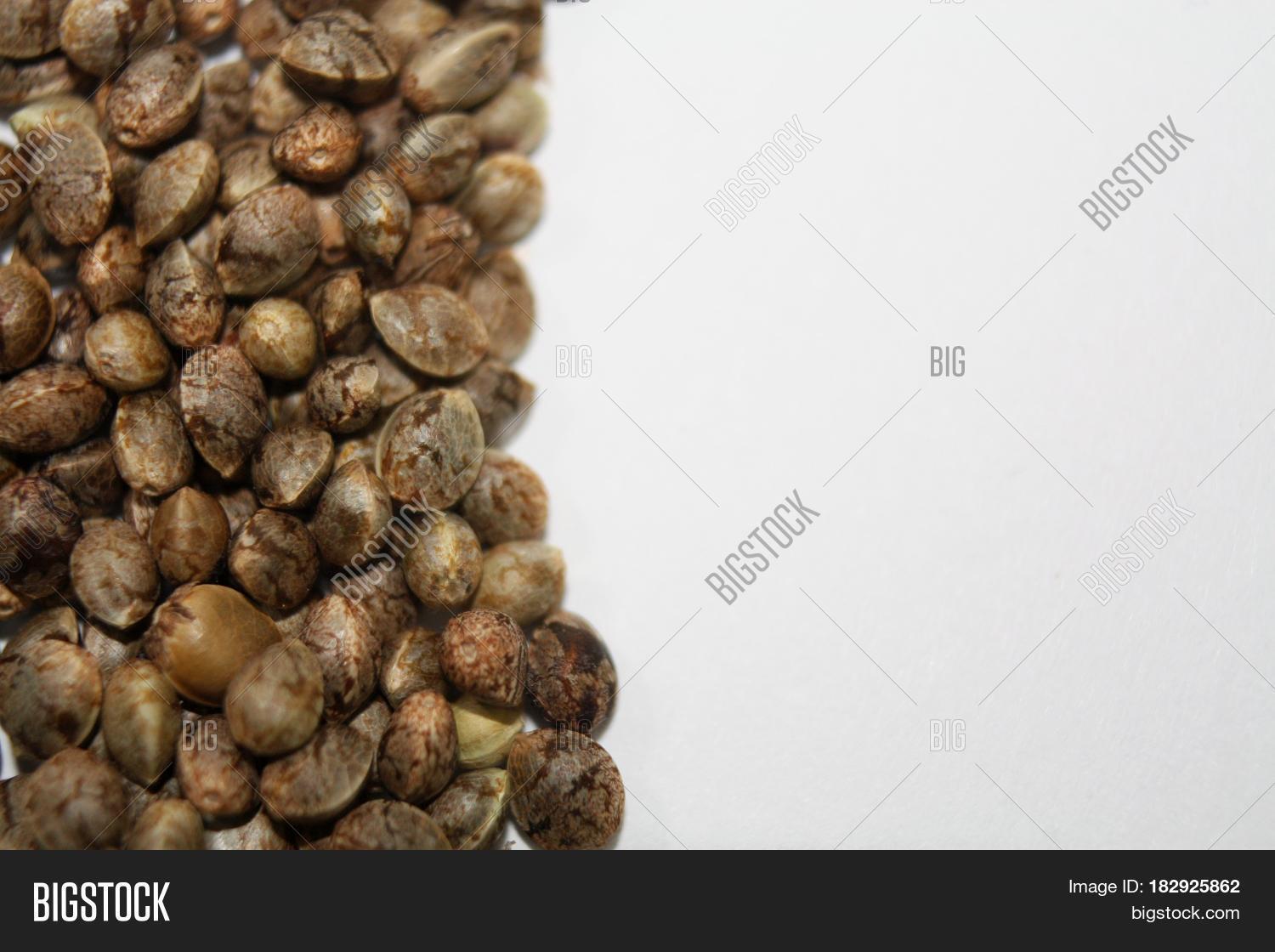 Hemp Marijuana Ganja Image & Photo (Free Trial) | Bigstock