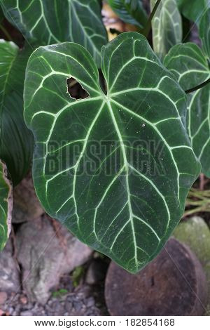 Queen Leafy Plants Image & Photo (Free Trial) | Bigstock