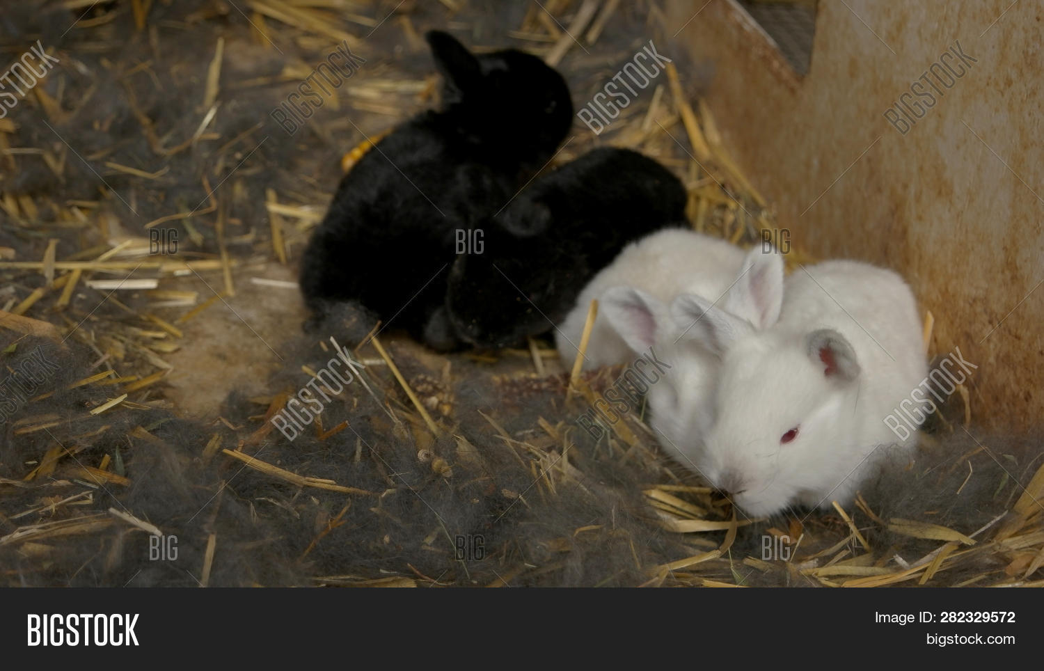 Baby Rabbits Cage Image & Photo (Free Trial) | Bigstock