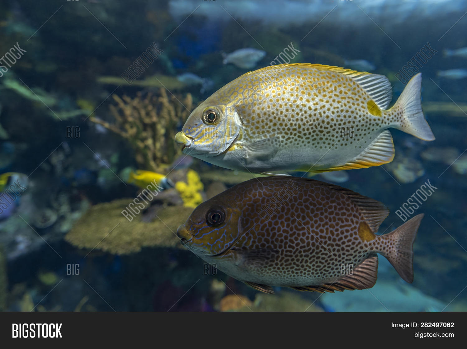 Yellow Spot Rabbitfish Image & Photo (Free Trial) | Bigstock