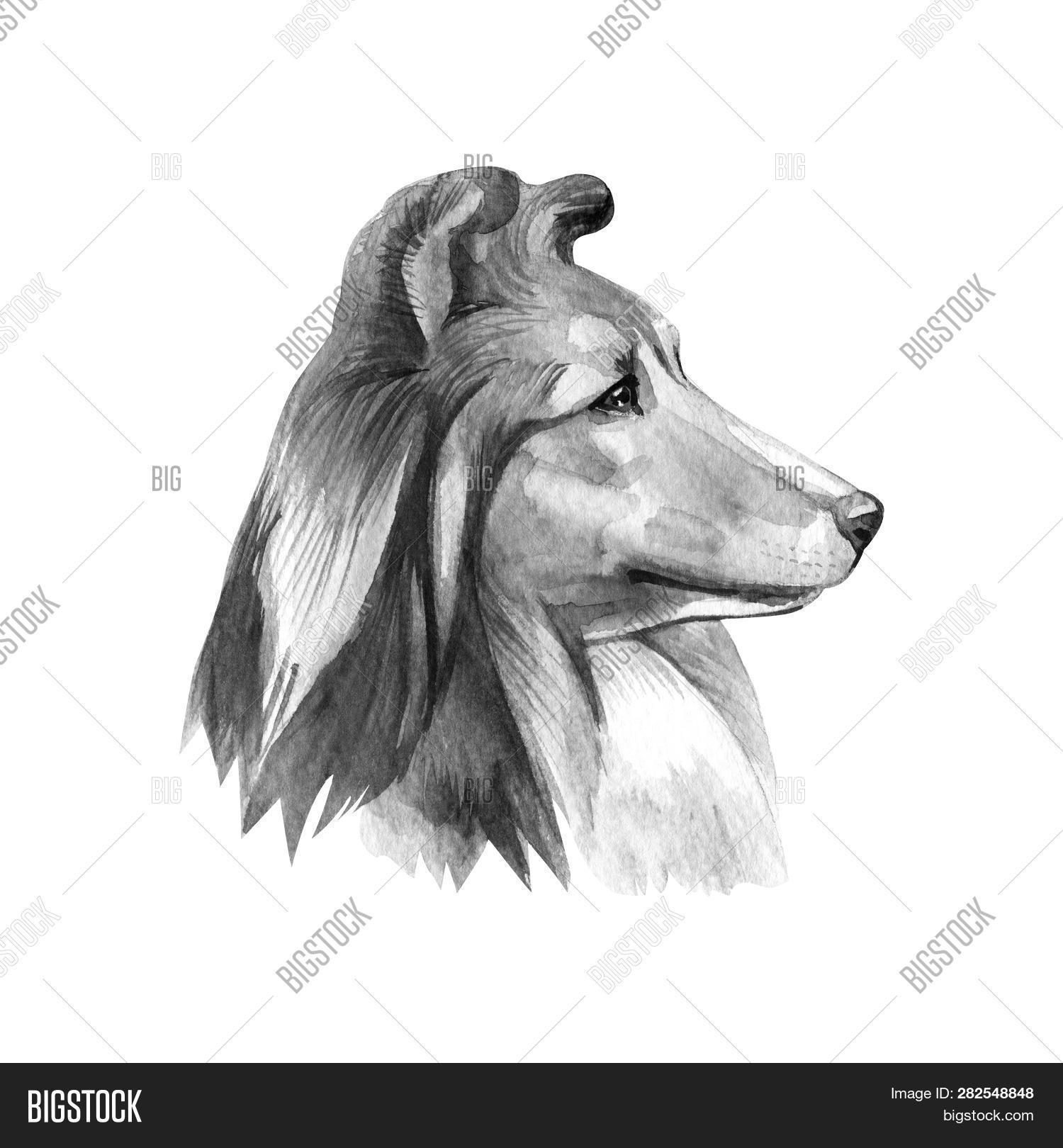 Pencil Drawings Sheltie Dog