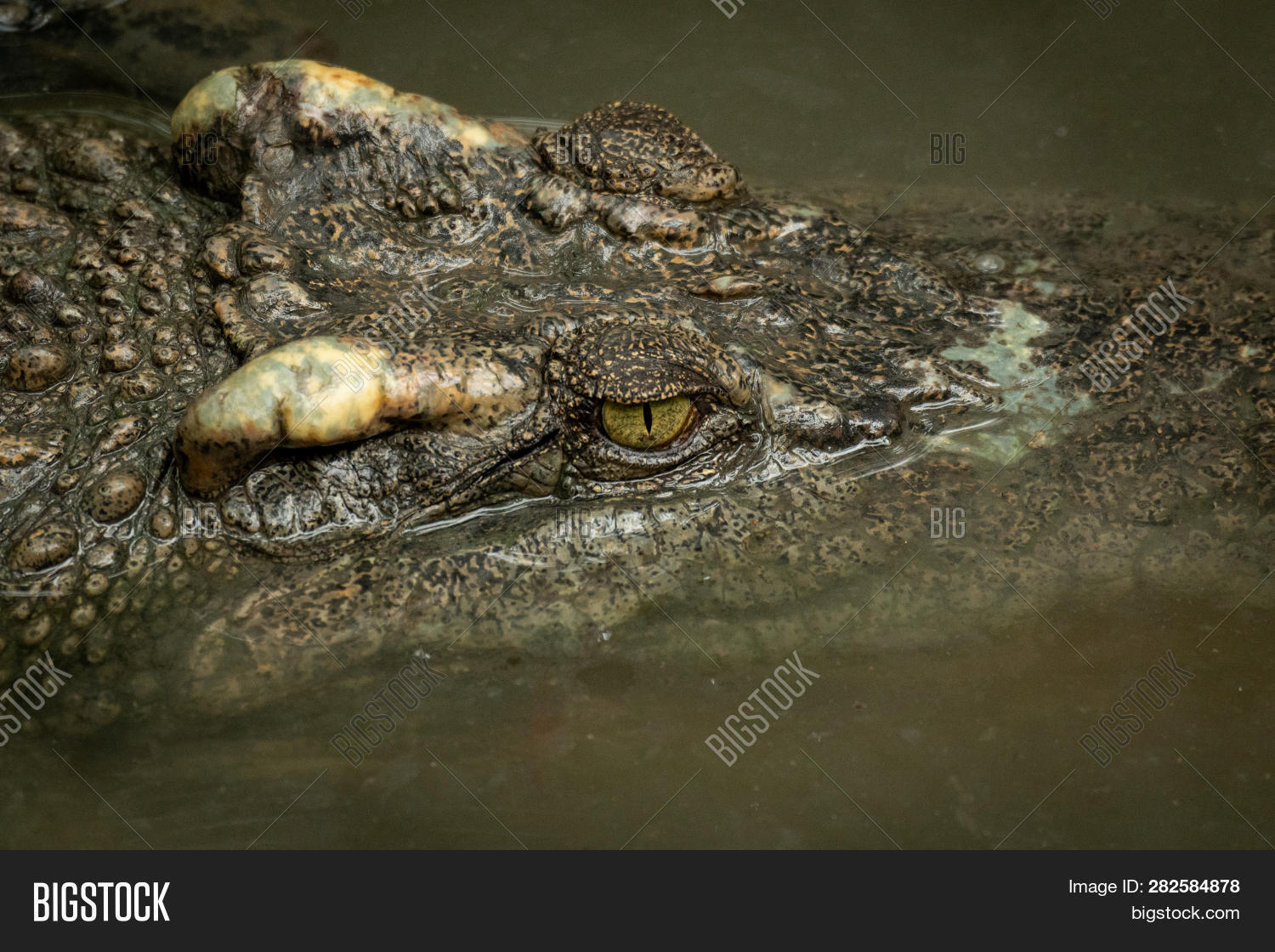 Close- Crocodile Head Image & Photo (Free Trial) | Bigstock