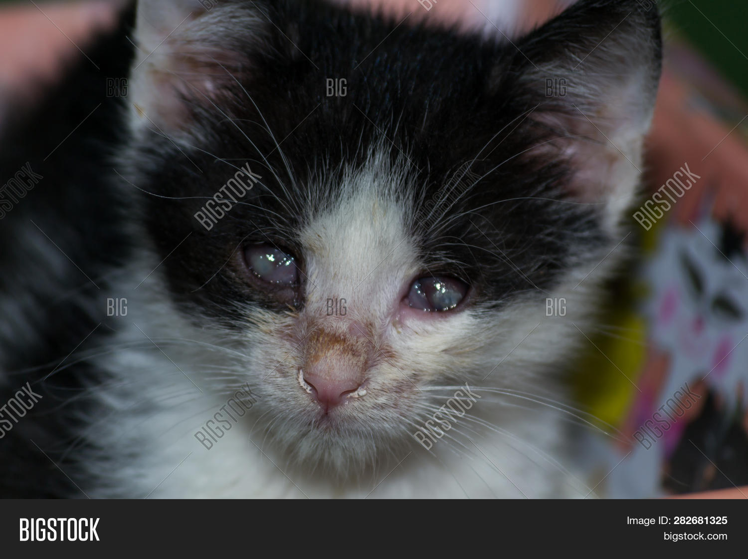 Kitten Severe Image & Photo (Free Trial) | Bigstock
