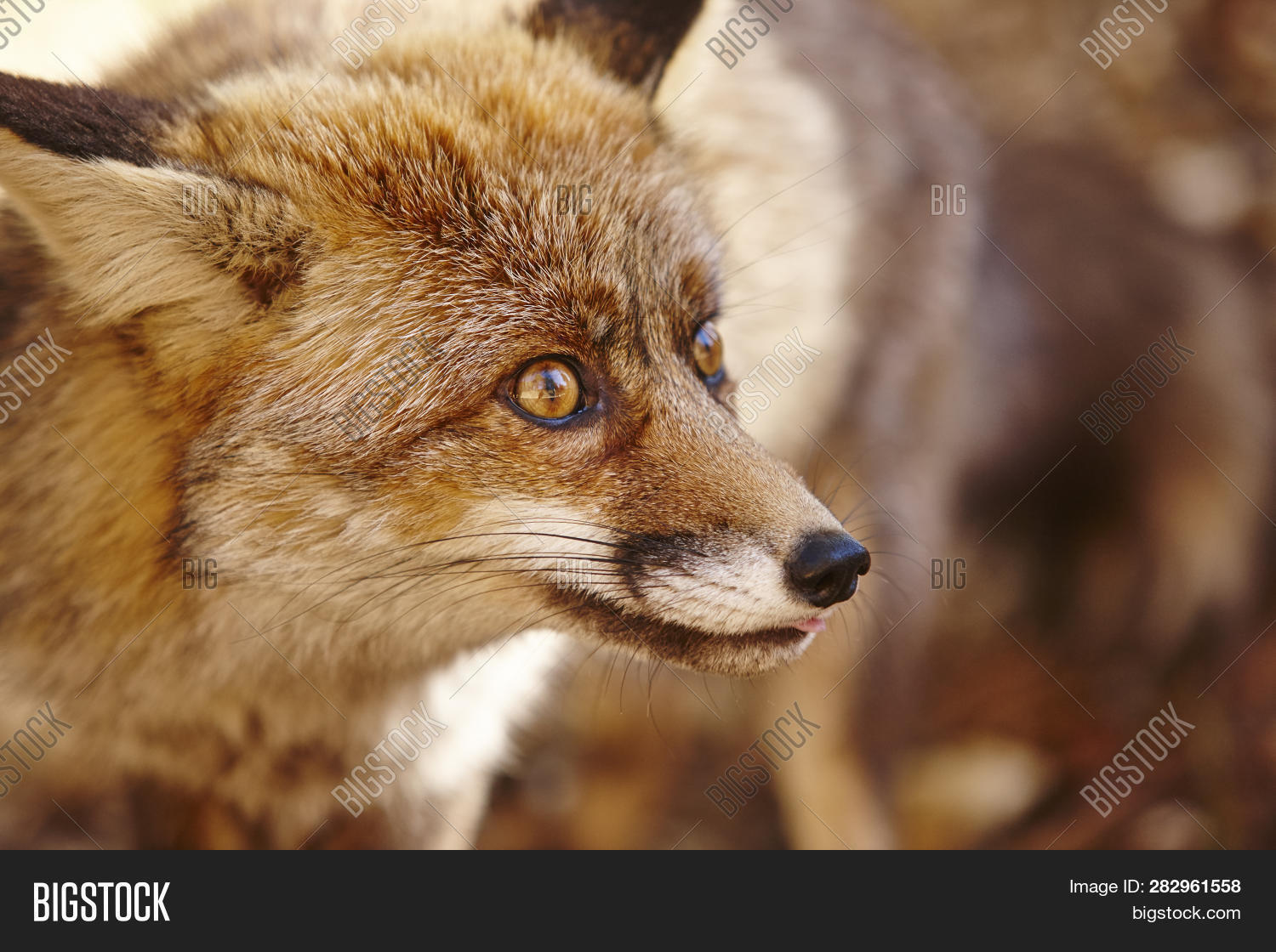 Fox Head Detail Forest Image & Photo (Free Trial) | Bigstock