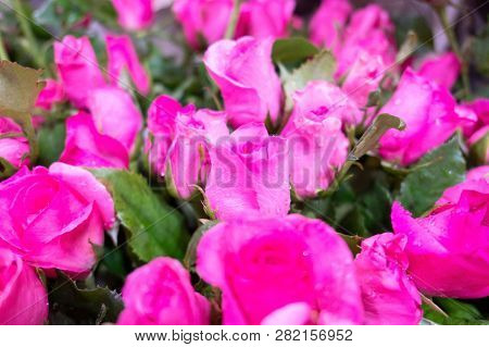 Beautiful Bloom Rose Image & Photo (Free Trial) | Bigstock