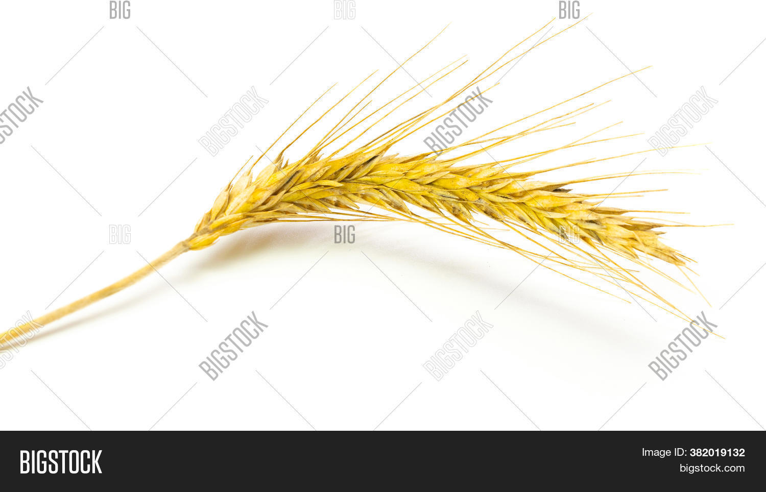 Wheat Ear. Whole, Image & Photo (Free Trial) | Bigstock