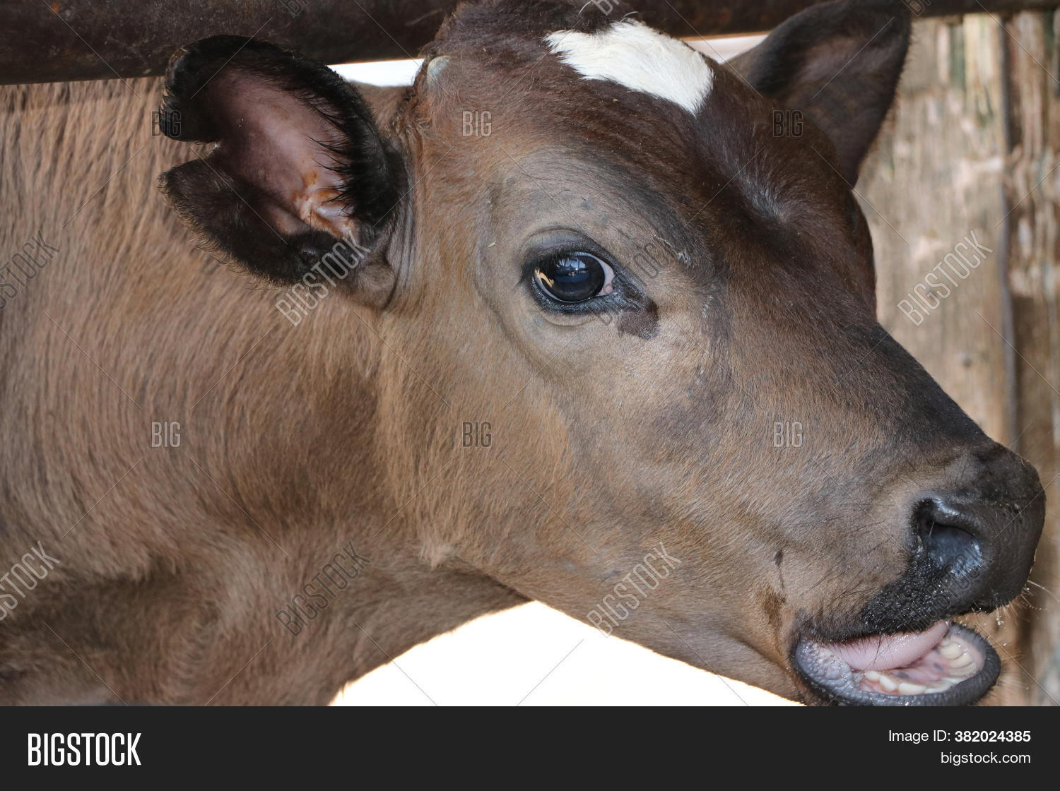 Closeup Face Cows Image & Photo (Free Trial) | Bigstock