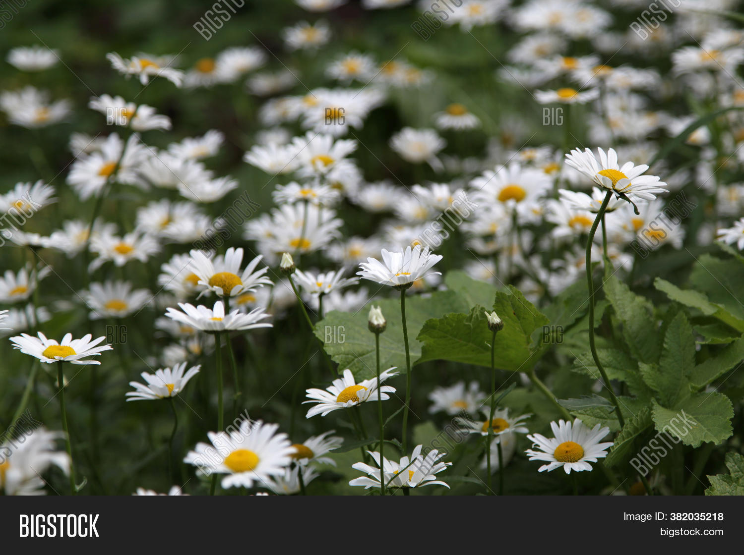 Beautiful Daisies. Image & Photo (Free Trial) | Bigstock