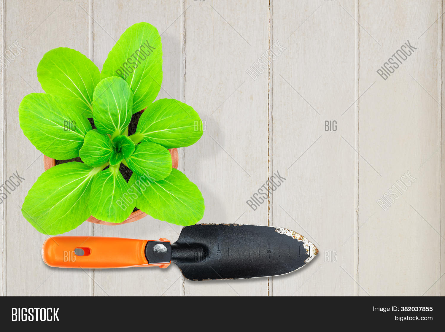 Lettuce Pot Old Rusty Image & Photo (Free Trial) | Bigstock