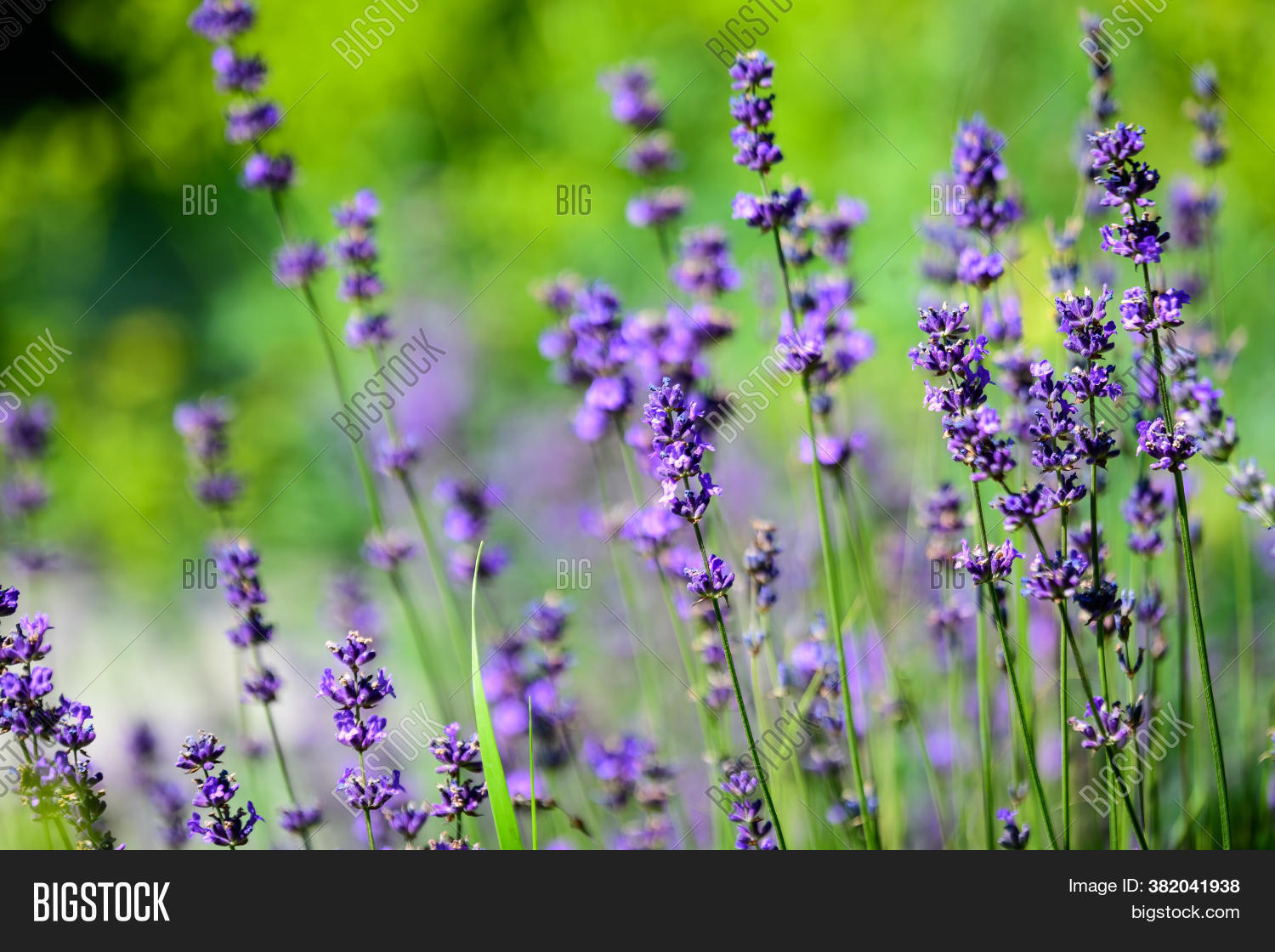 Many Small Blue Image & Photo (Free Trial) | Bigstock