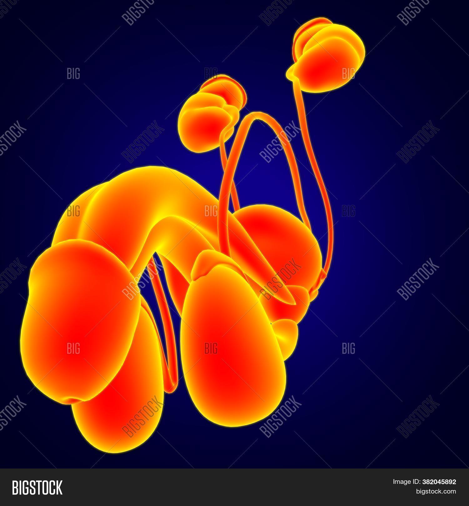 Male Reproductive Image & Photo (Free Trial) | Bigstock