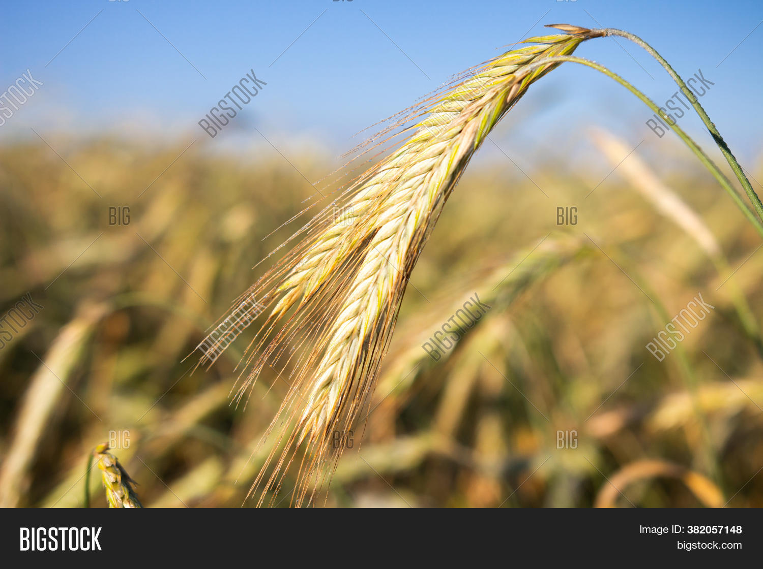 Close- Spikelet Wheat Image & Photo (Free Trial) | Bigstock
