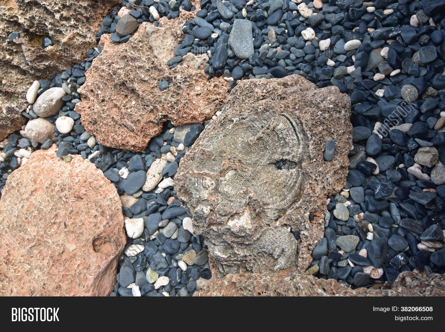 Imprint Fossils Rock Image & Photo (Free Trial) | Bigstock