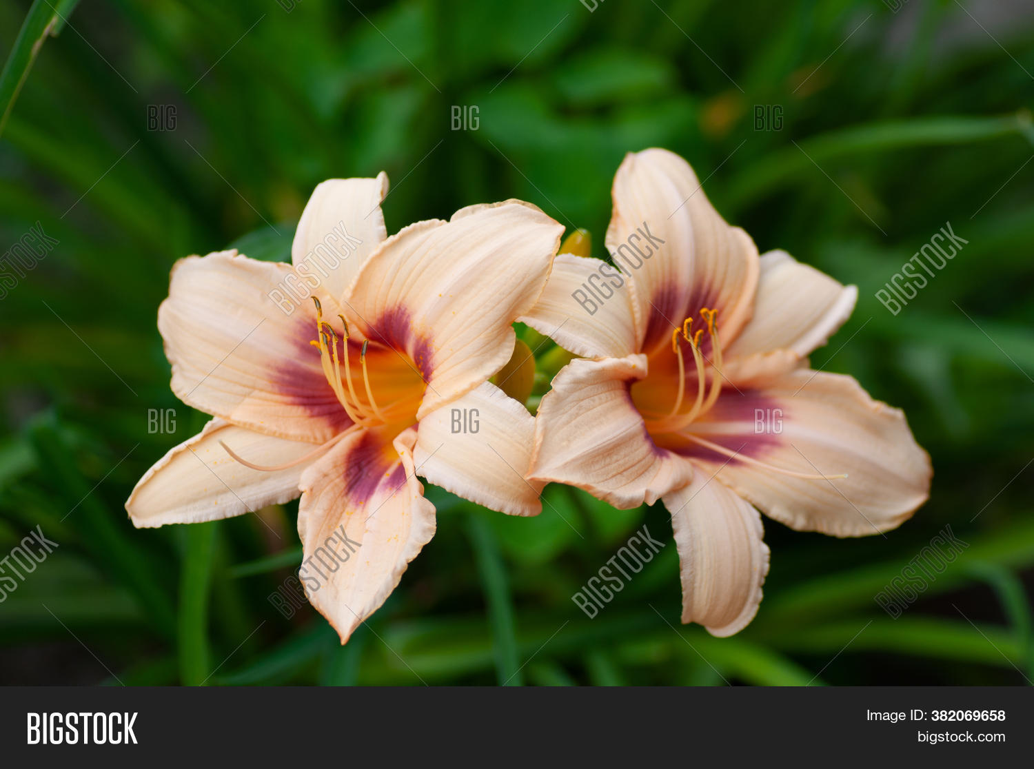 Pale Pink Lily, Lily Image & Photo (Free Trial) | Bigstock