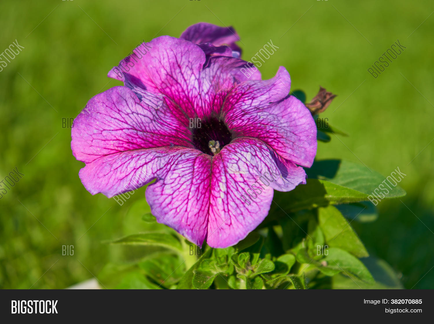 Petunia Flower Close Image & Photo (Free Trial) | Bigstock