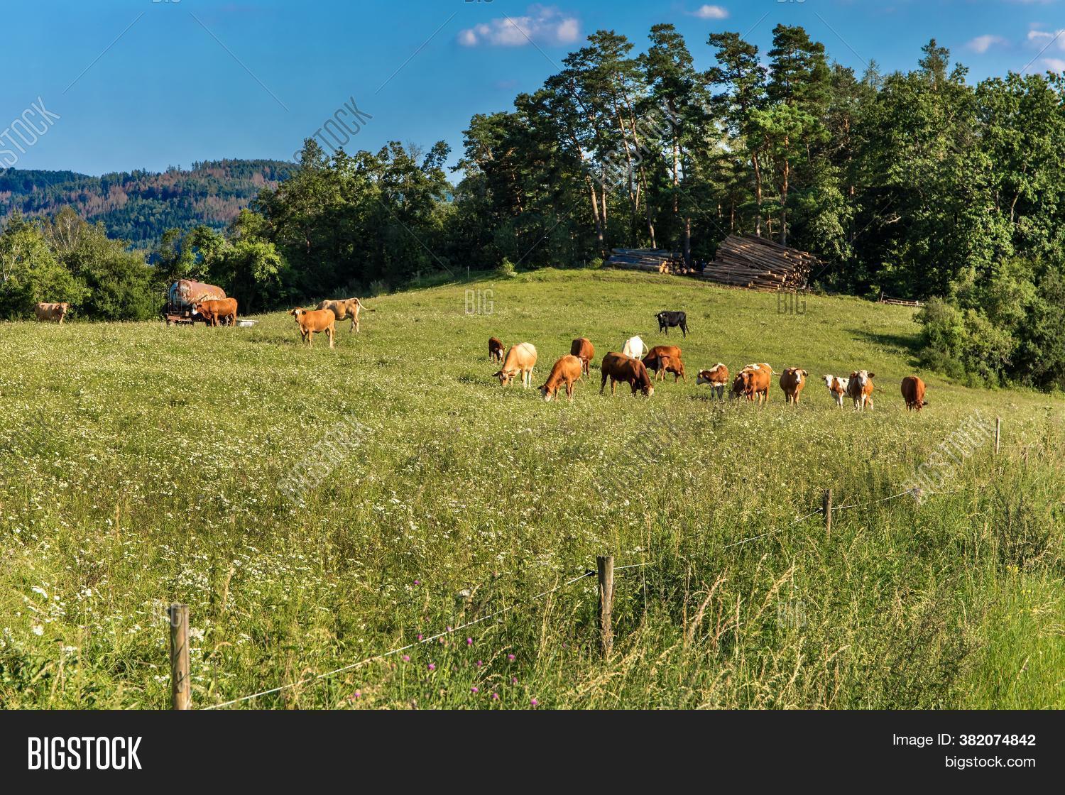 Cows On Summer Pasture Image & Photo (Free Trial) | Bigstock
