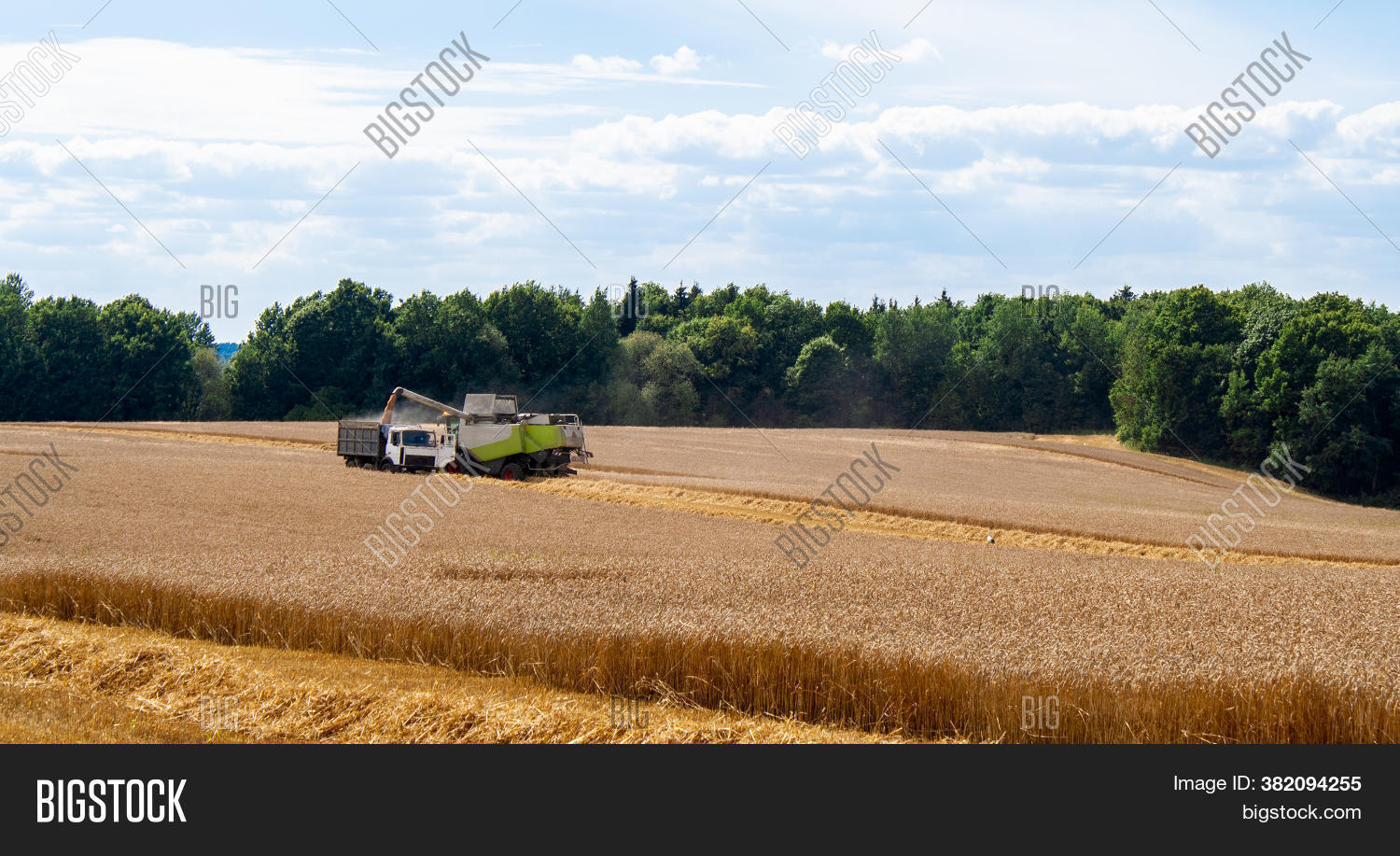Collecting Wheat Grain Image & Photo (Free Trial) | Bigstock