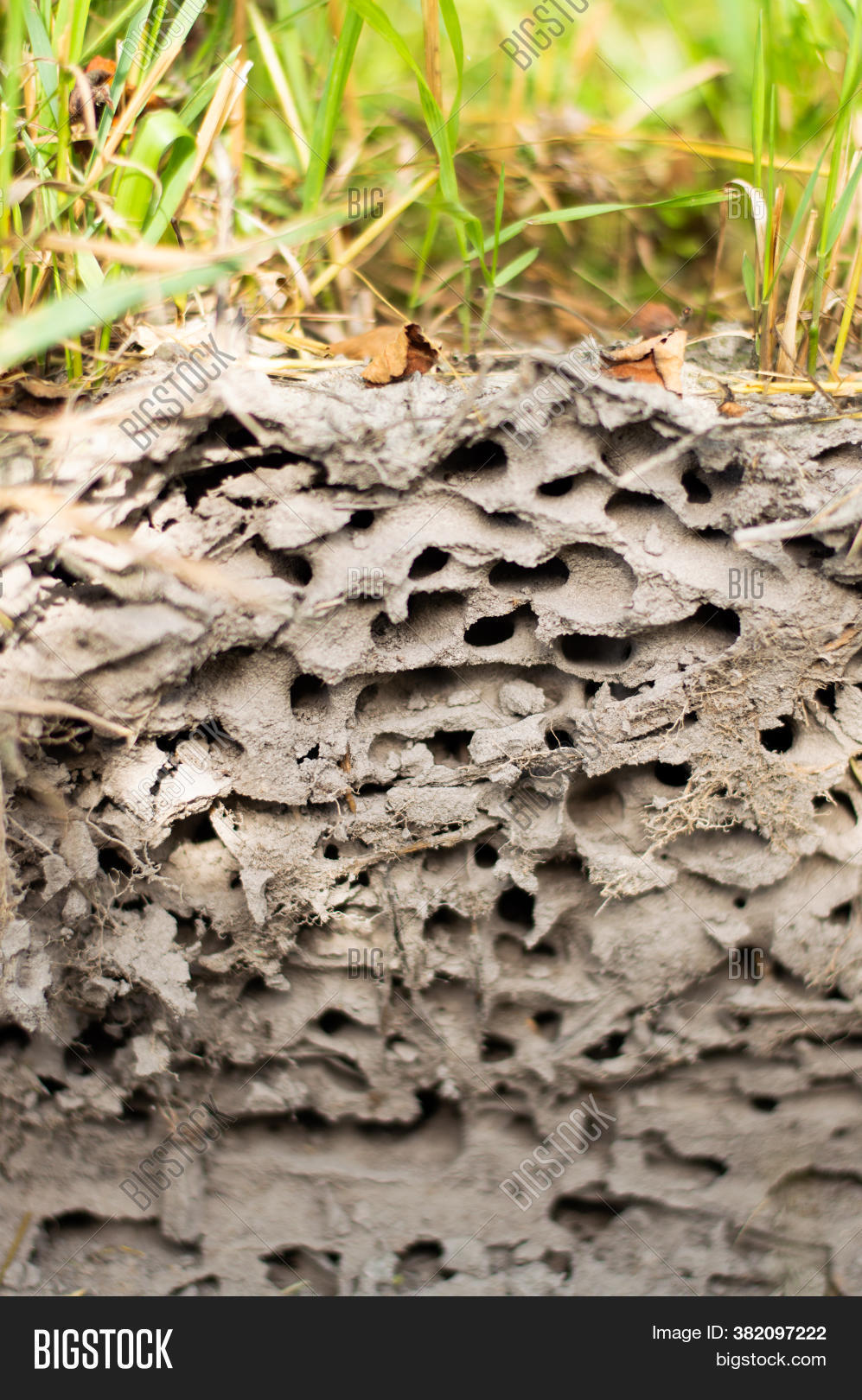 Anthill Close- On Image & Photo (Free Trial) | Bigstock