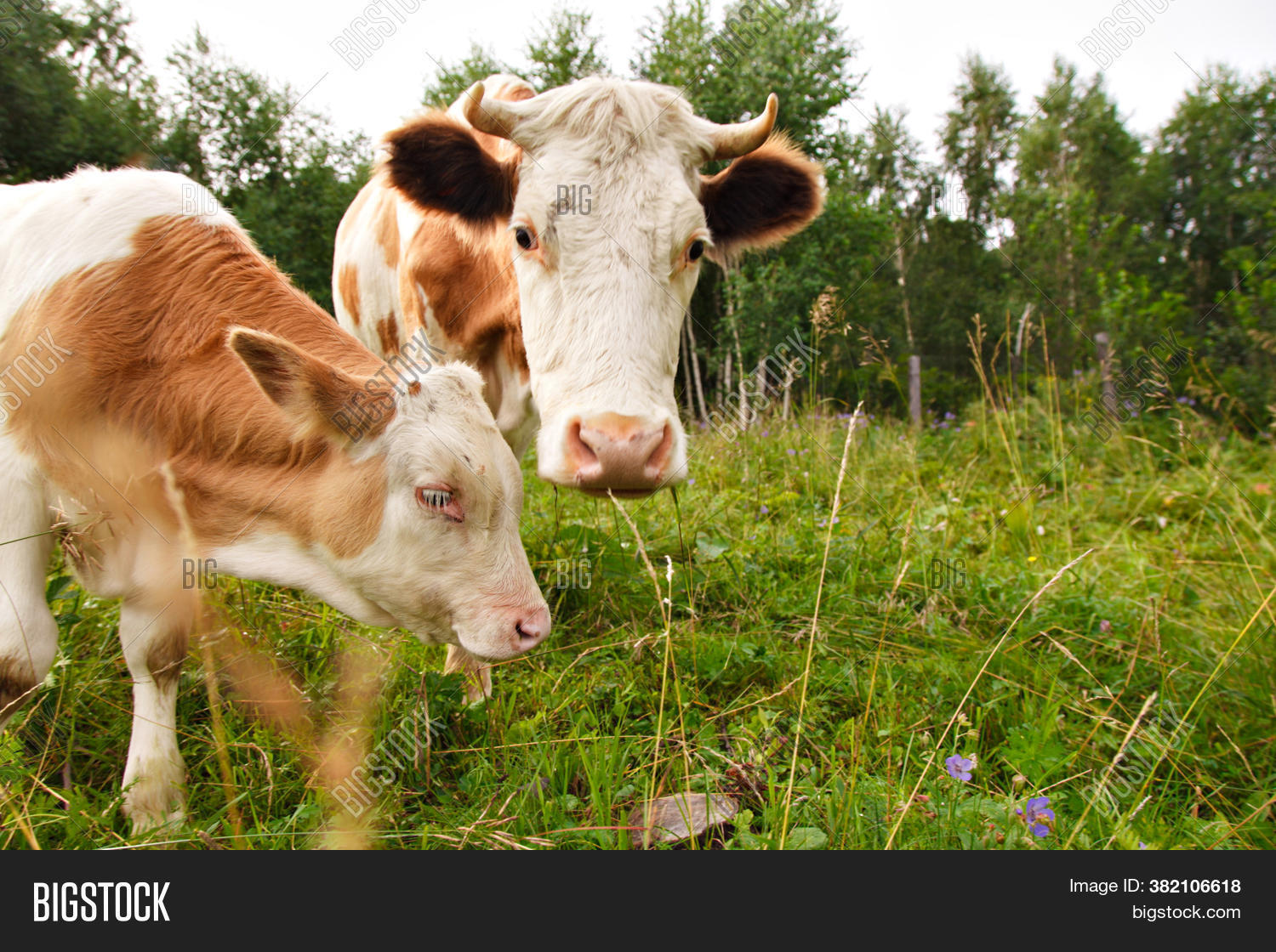 Cow Grazing On Green Image & Photo (Free Trial) | Bigstock