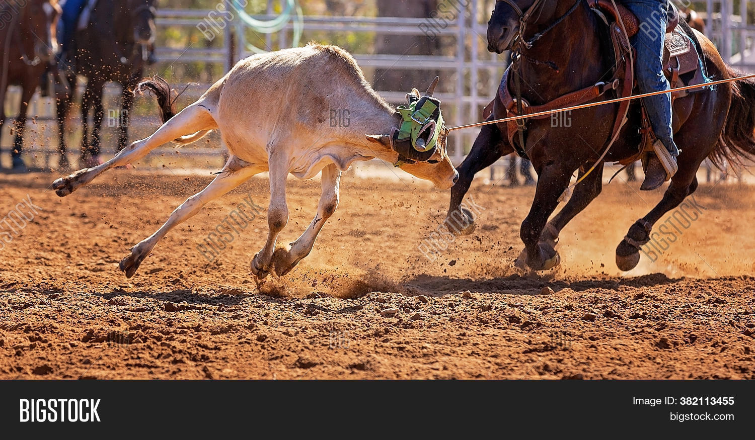 Calf Being Lassoed Image & Photo (Free Trial) | Bigstock