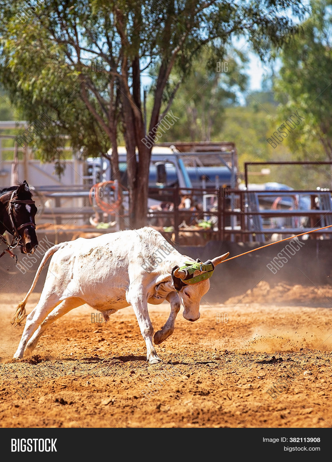 Calf Being Lassoed Image & Photo (Free Trial) | Bigstock