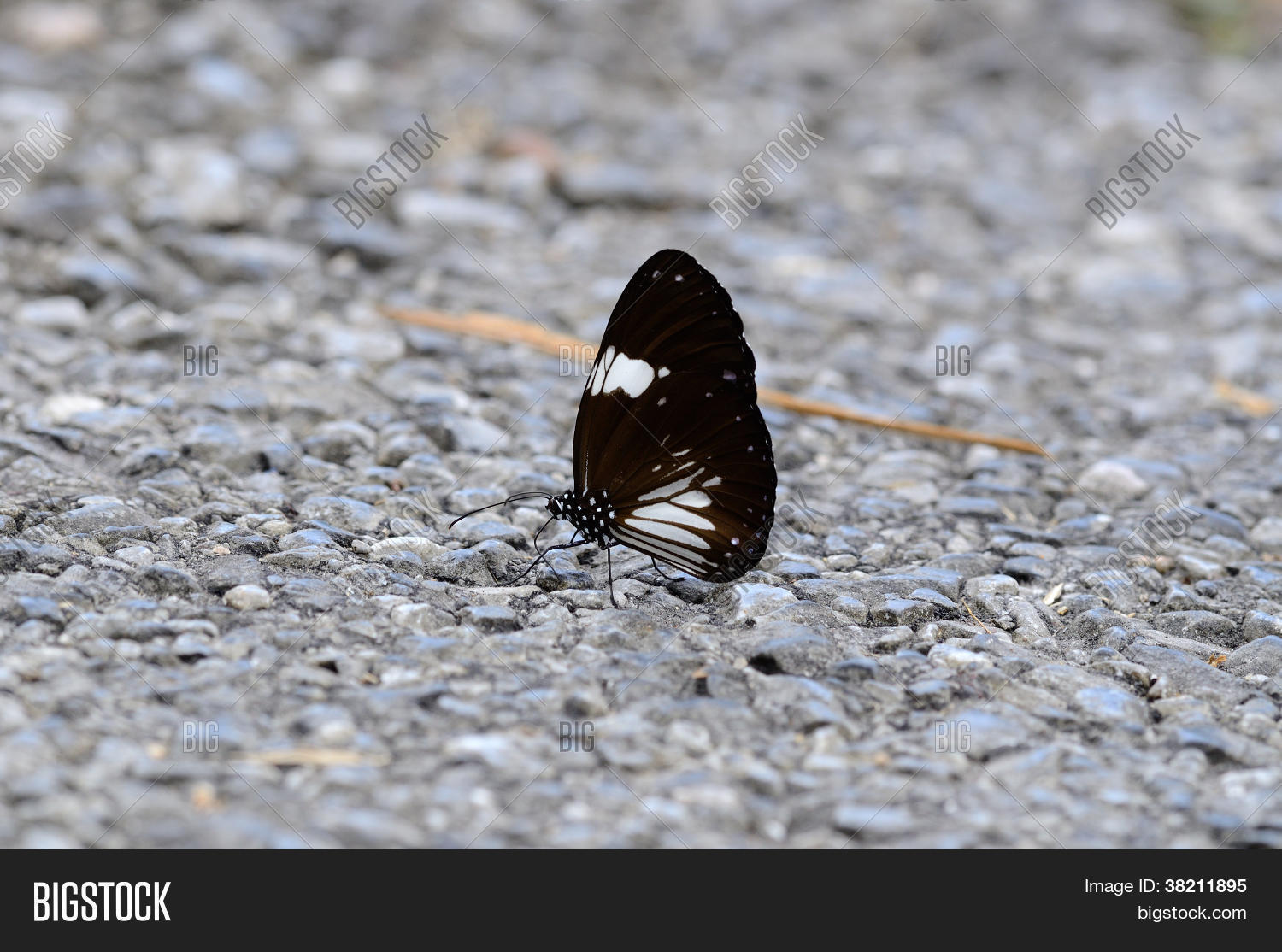 Magpie Crow Butterfly Image & Photo (Free Trial) | Bigstock
