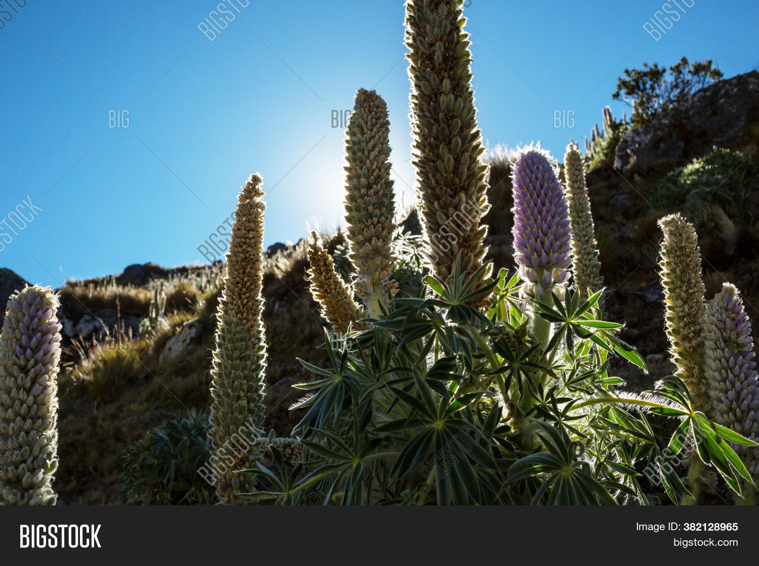 Beautiful Flowers Image & Photo (Free Trial) | Bigstock