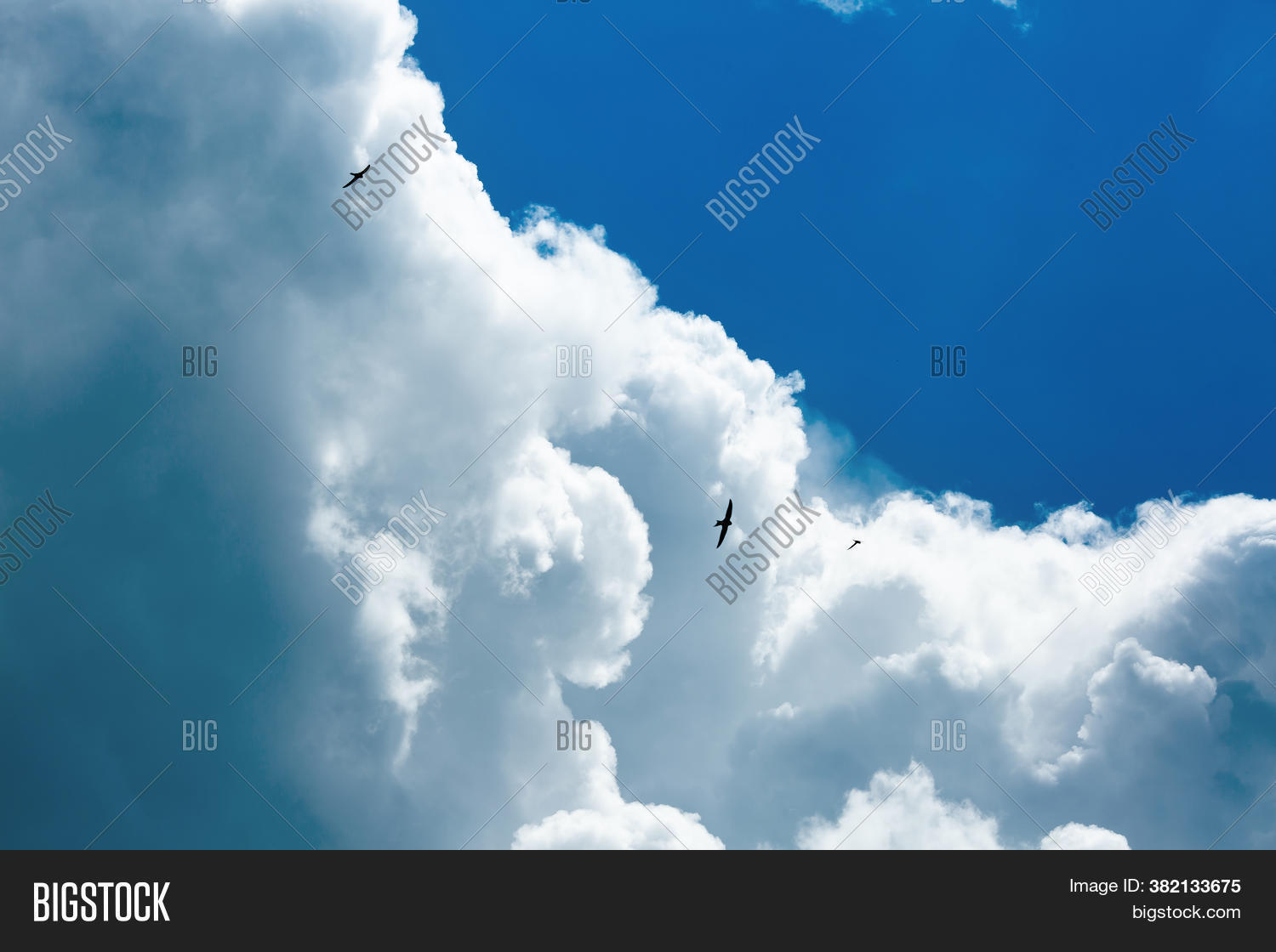 Swifts Fly Sky Against Image & Photo (Free Trial) | Bigstock