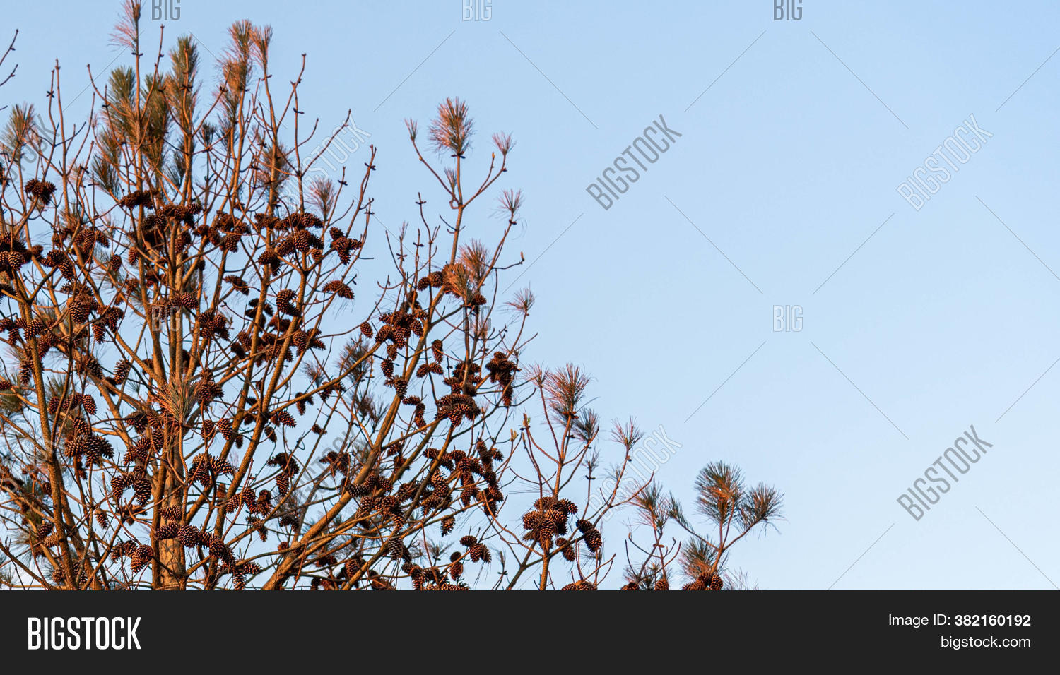 Dry American Pine Tree Image & Photo (Free Trial) | Bigstock
