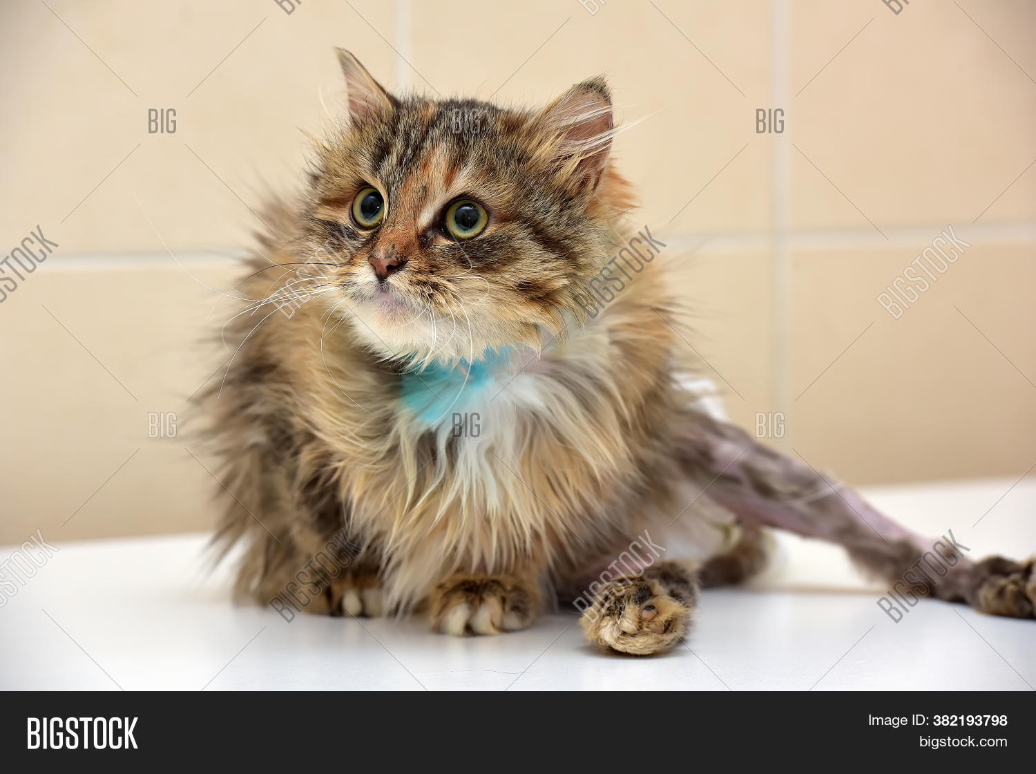 Sick Cat Who Suffered Image & Photo (Free Trial) | Bigstock
