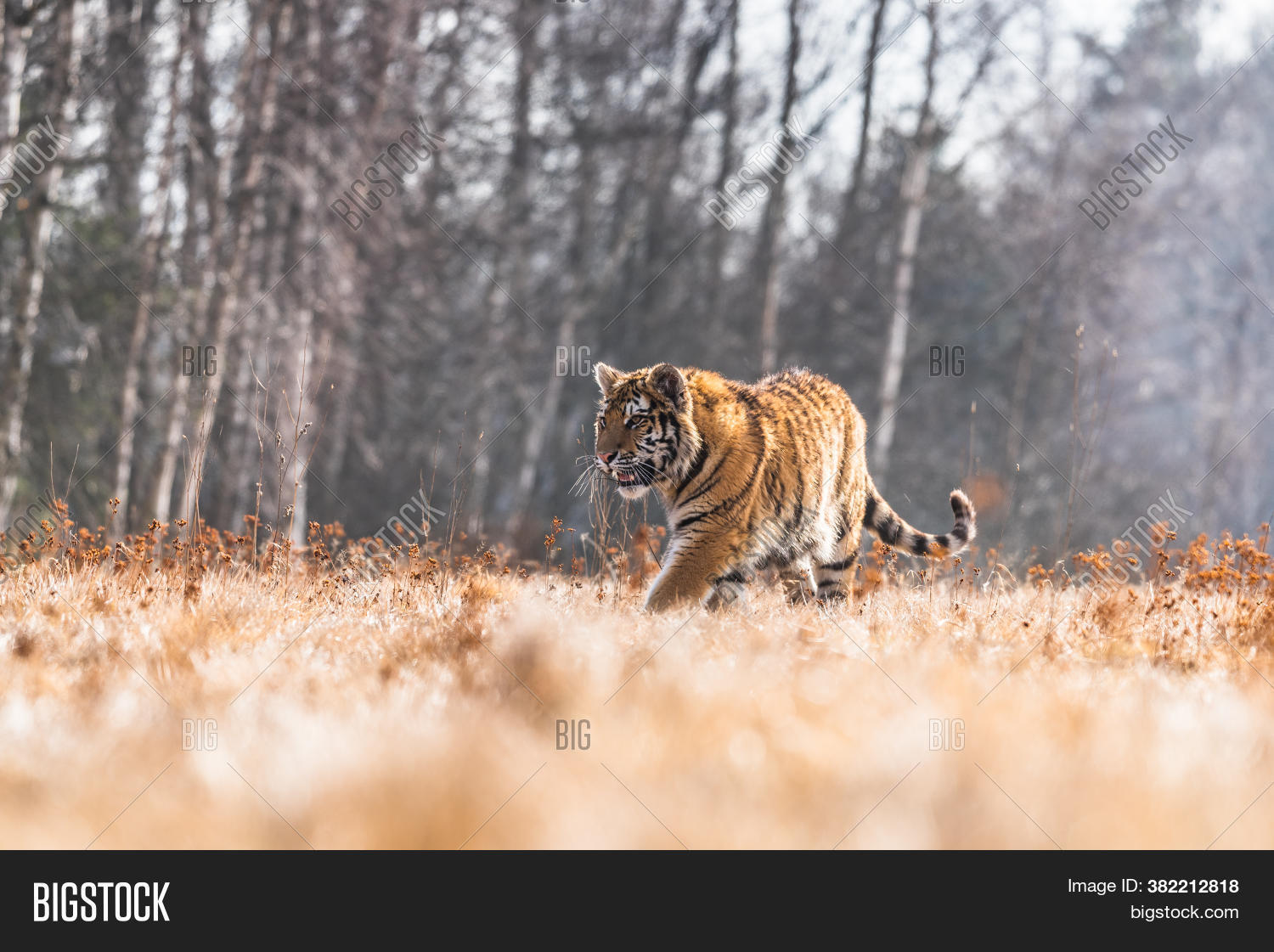 Siberian Tiger Running Image & Photo (Free Trial) | Bigstock