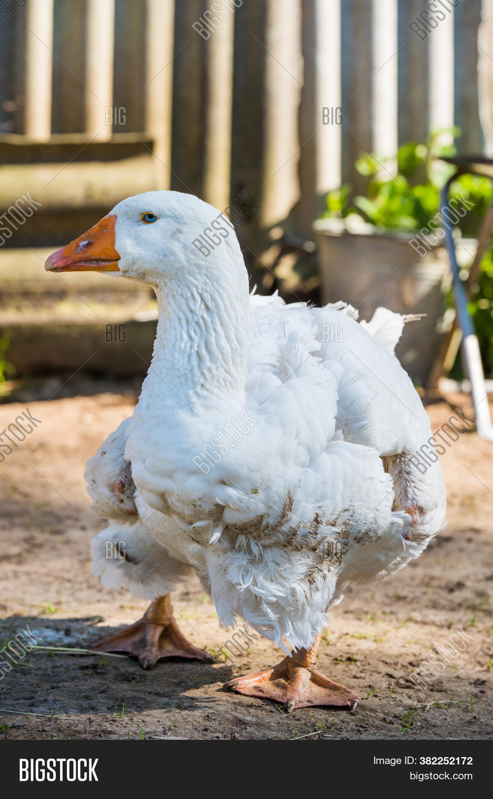 Old White Goose Image & Photo (Free Trial) | Bigstock