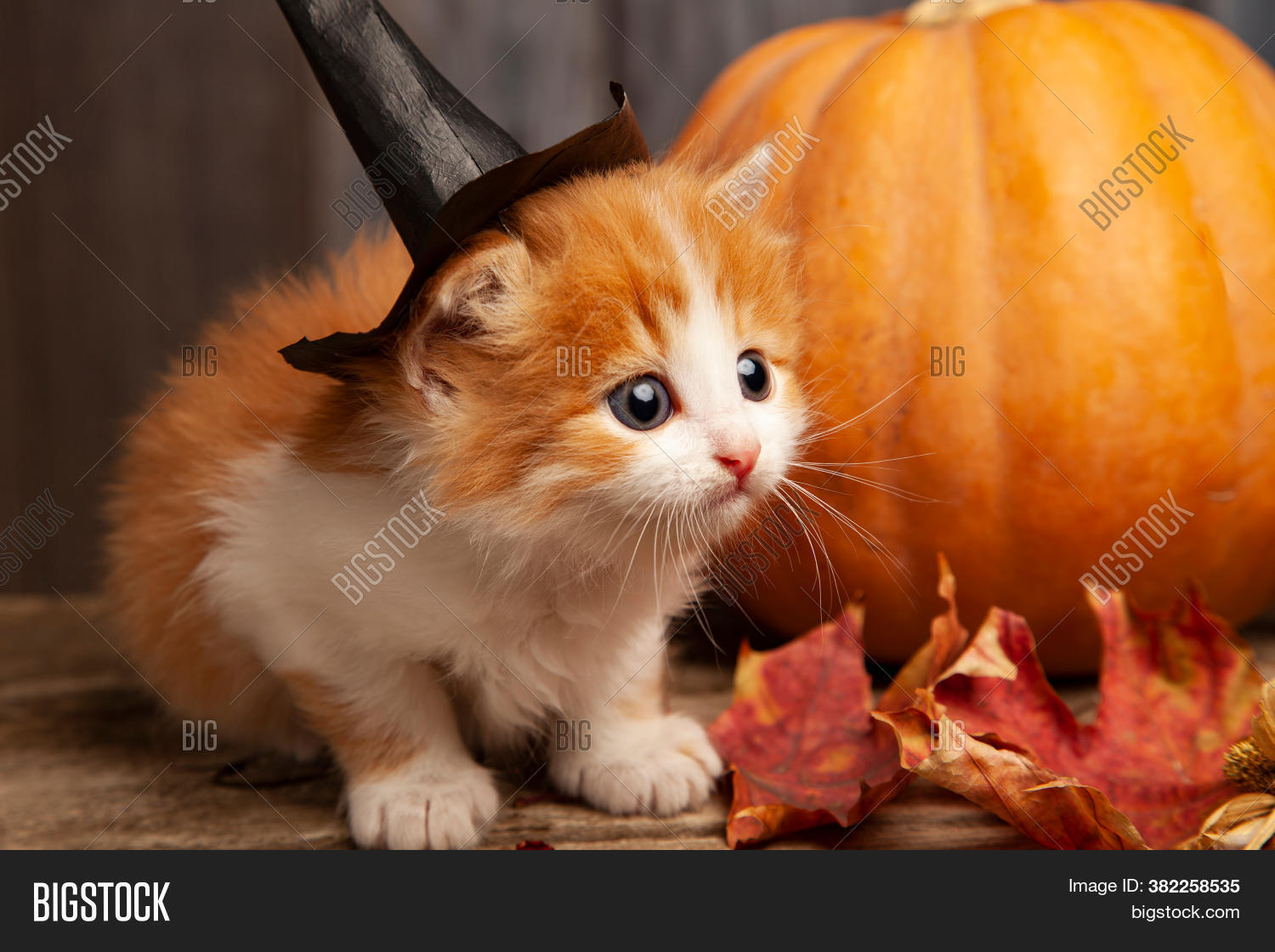 Ginger Kitten Image & Photo (Free Trial) | Bigstock