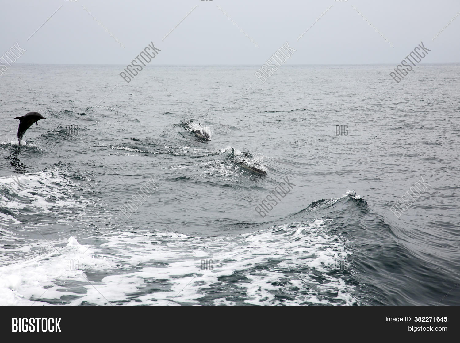 Dolphin. Common Image & Photo (Free Trial) | Bigstock